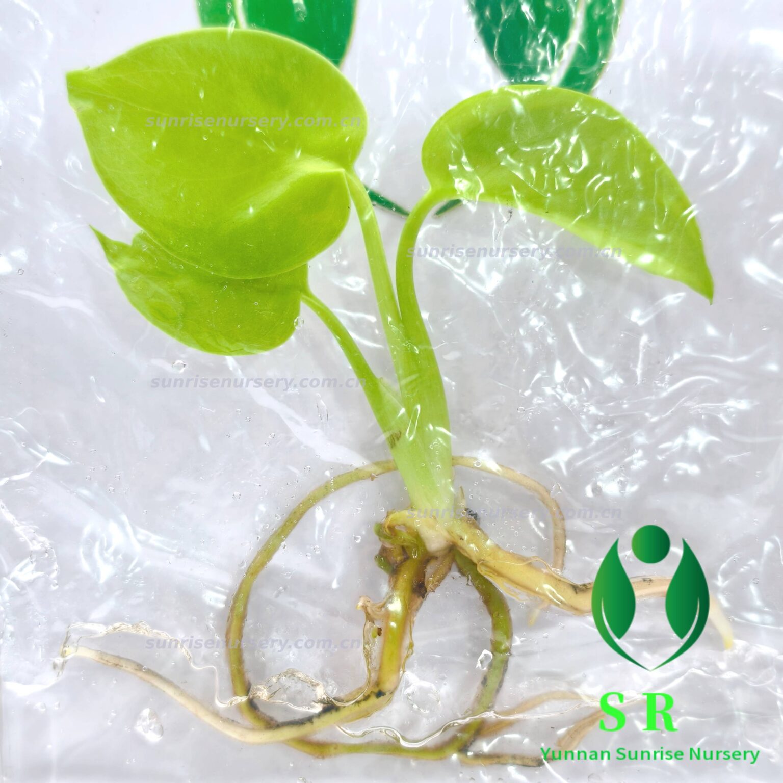 Monstera Deliciosa Lemon Lime Full Cheese Variegated – sunrisenursery ...